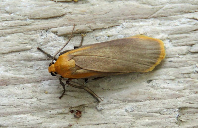 What’s in the Moth Box? July 2017 – Nicky by Nature