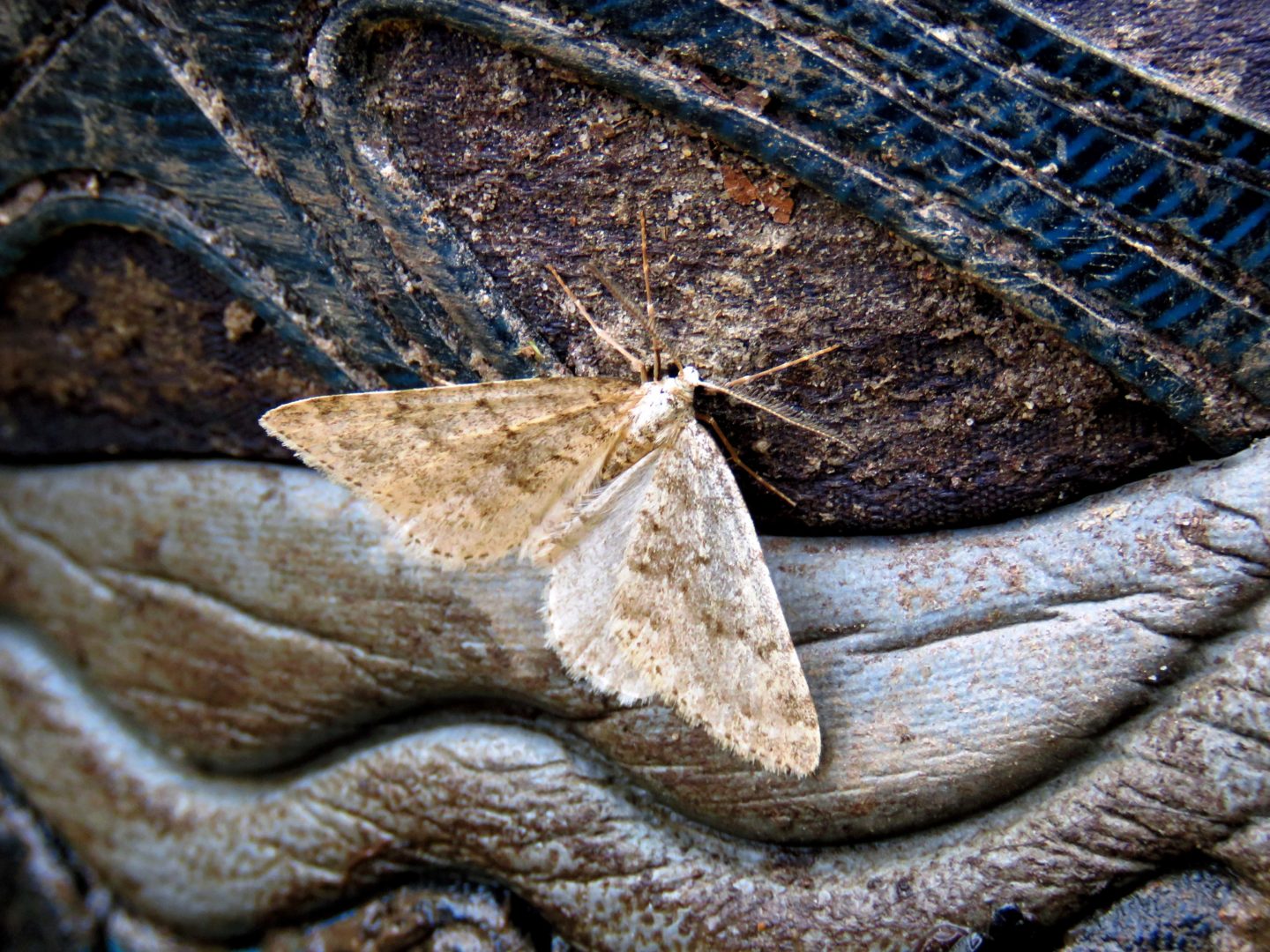 What’s in the Moth Box? April 2018 – Nicky by Nature