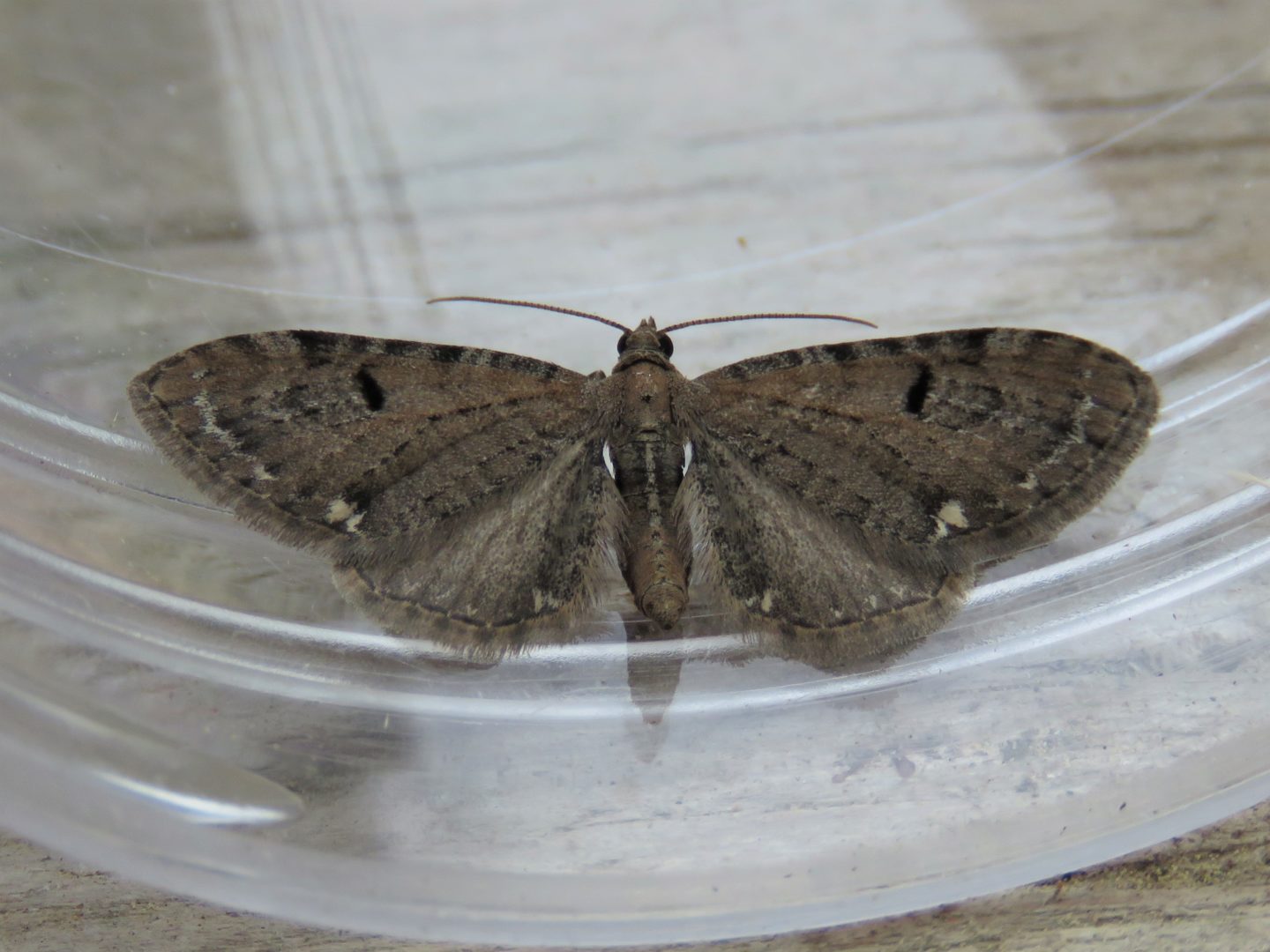 What’s in the moth box? May 2018 – Nicky by Nature